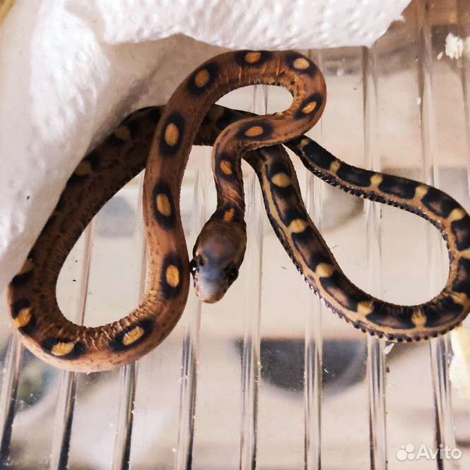 Маисовый полоз