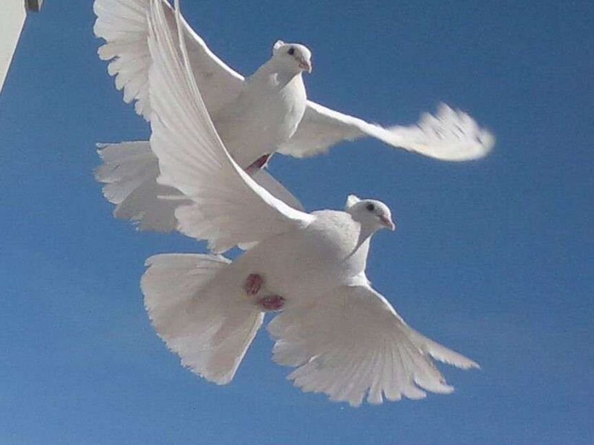 Голуби на свадьбу