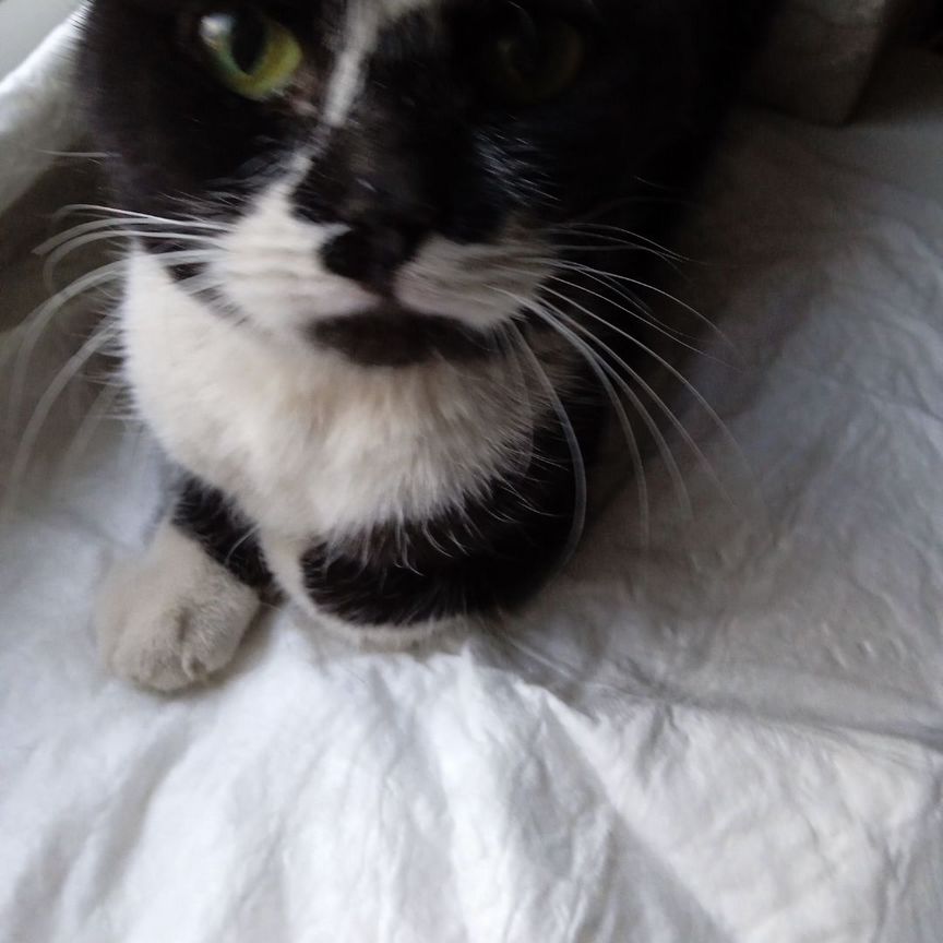 Кошка