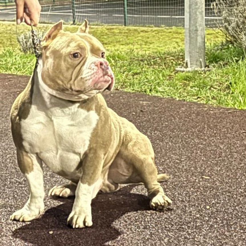 Ищем девочку для нашего красавца