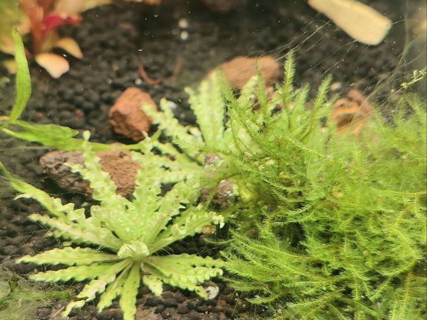 Погостемон хелфера