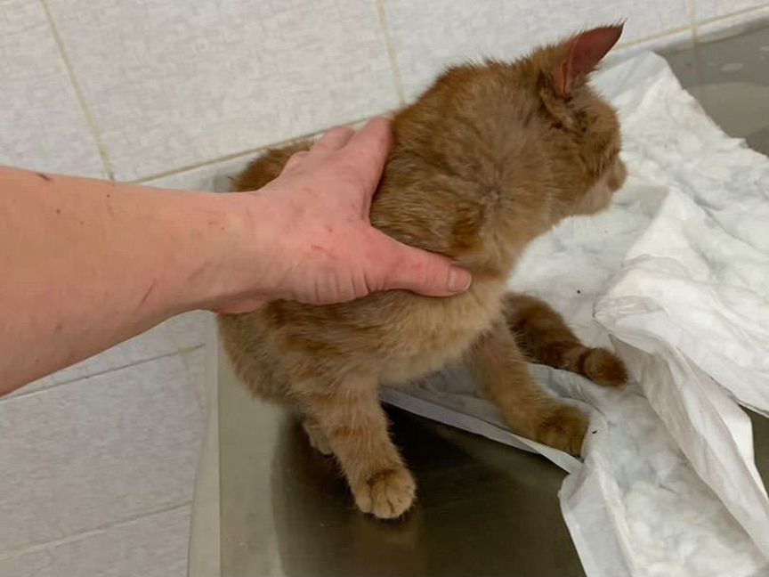 Очередной котик в клинике