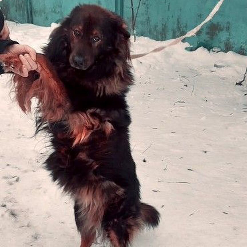 Самый лучший друг