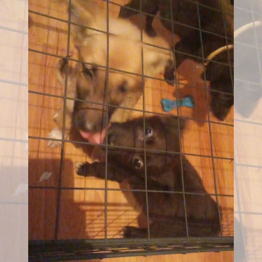 Щенок в добрые руки