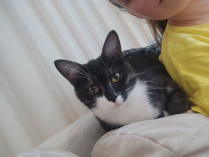 Кошечка молодая в хорошие добрые руки