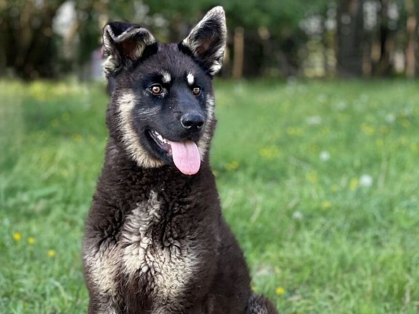 Щенок метис овчарки в добрые руки