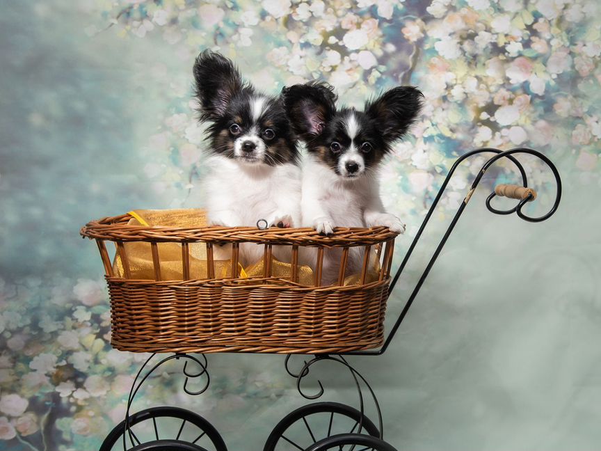 Щенки папийона