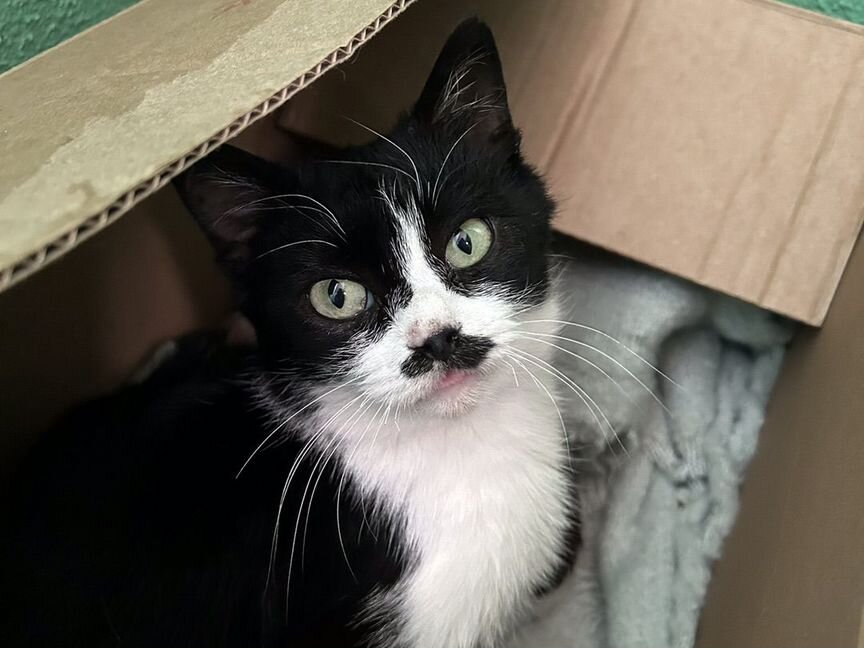 Котенок в добрые руки