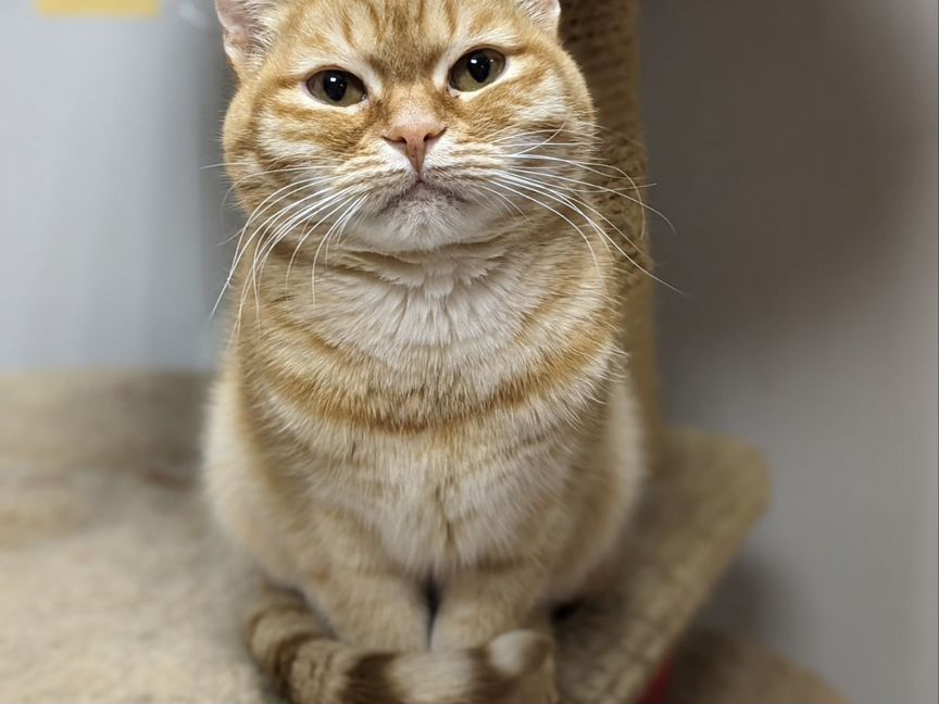 Кошки в добрые руки