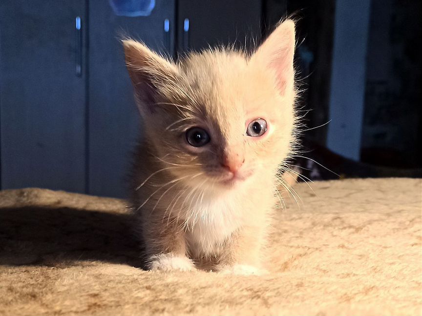 Отдам котят в добрые руки