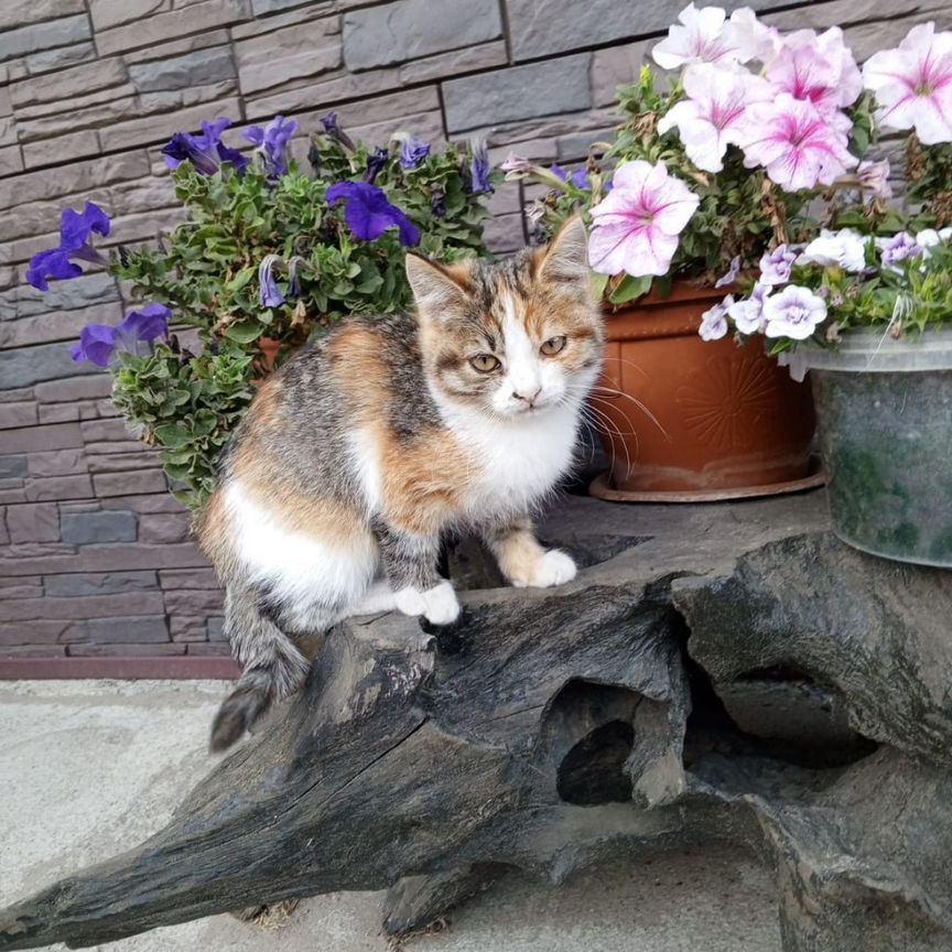 Чудесные котята