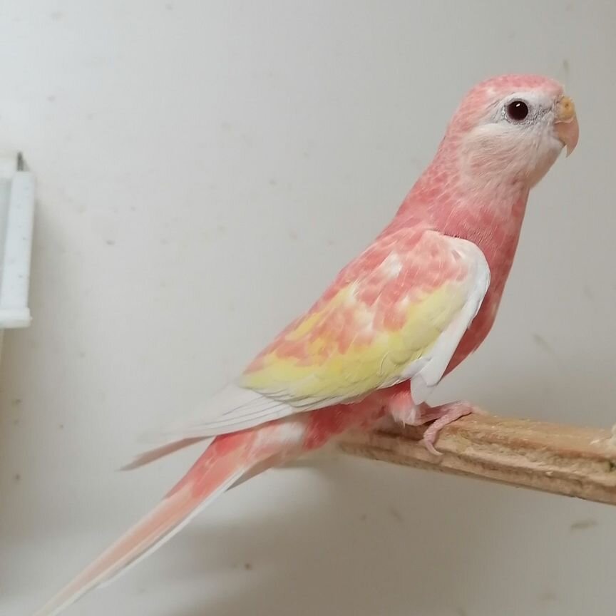 Розовобрюхий попугай,птенчик