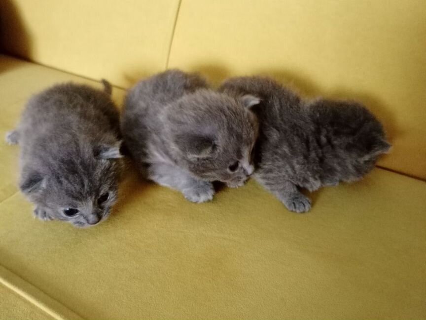 Шотландские вислоухие котята