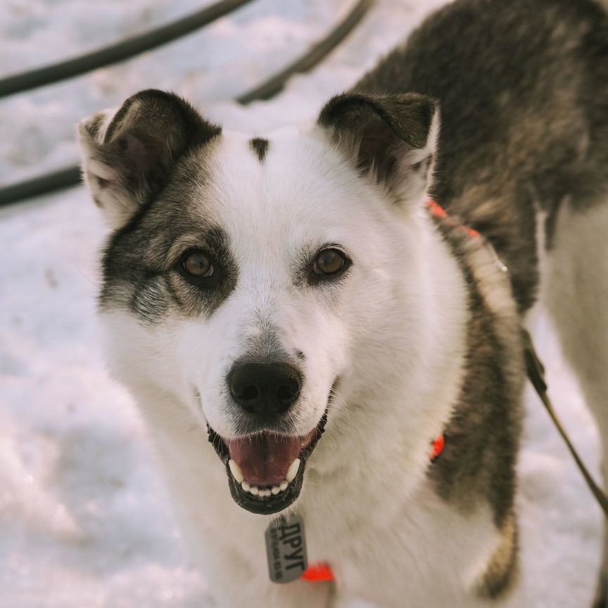 Собака в добрые руки