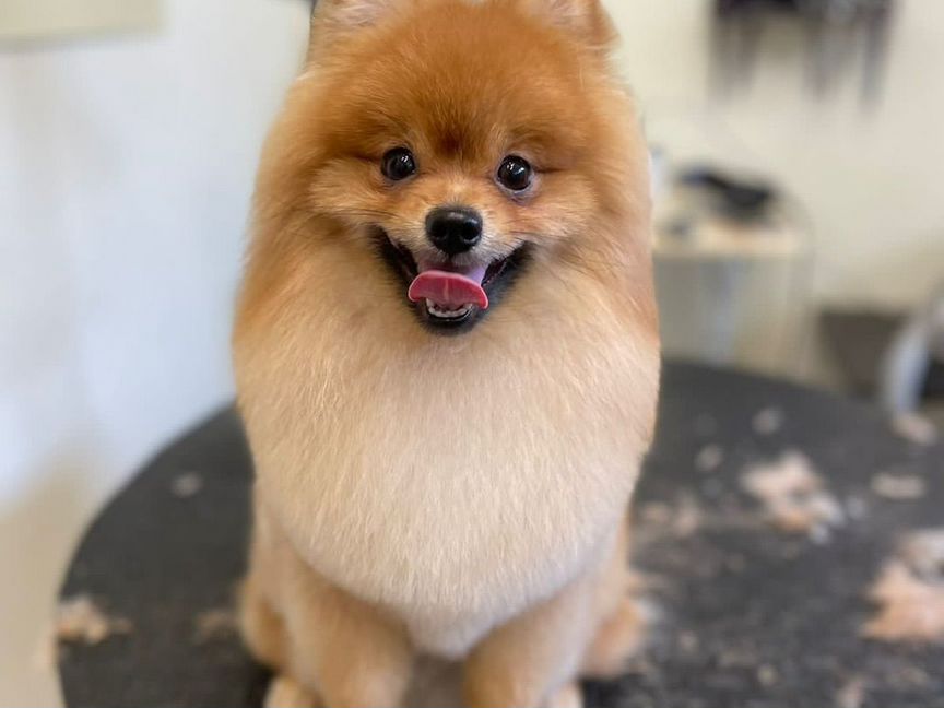 Случка шпиц