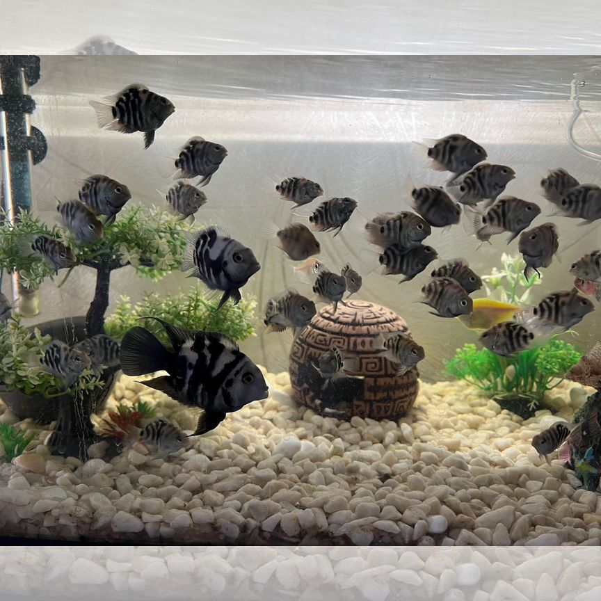 Продаю сапфировых попугайчиков