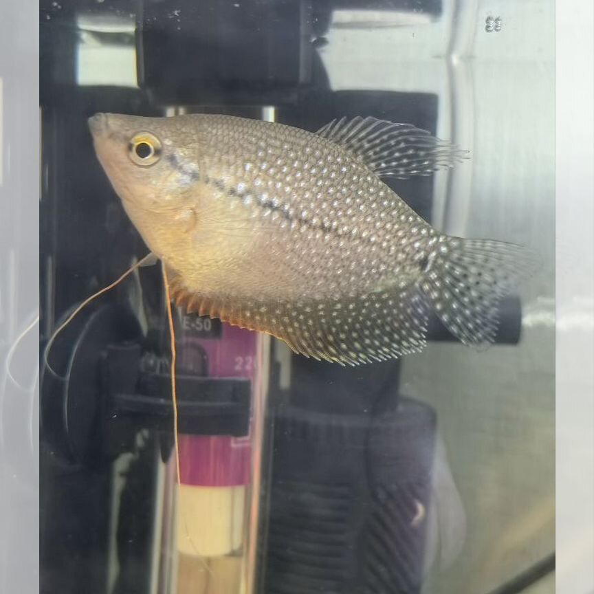 Отдам рыбку в хорошие руки