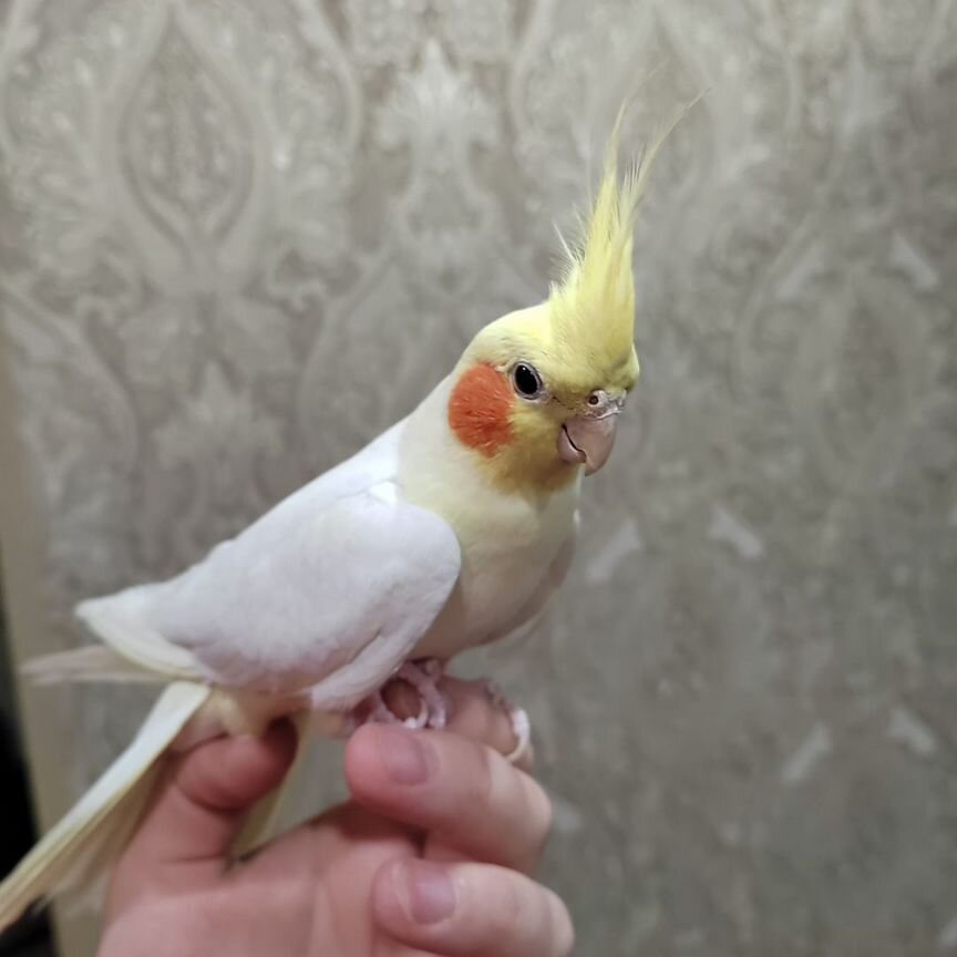 Попугай
