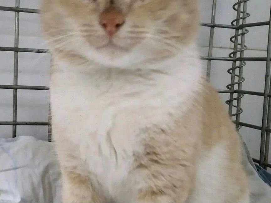 Котик-подросток