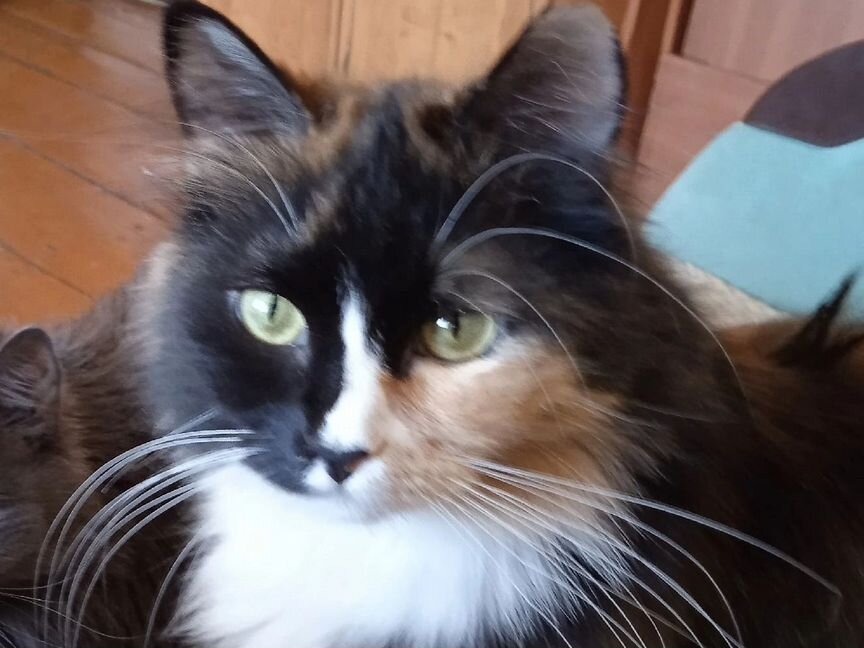 Кошки