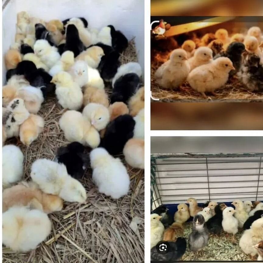 Цыплята суточные несушки