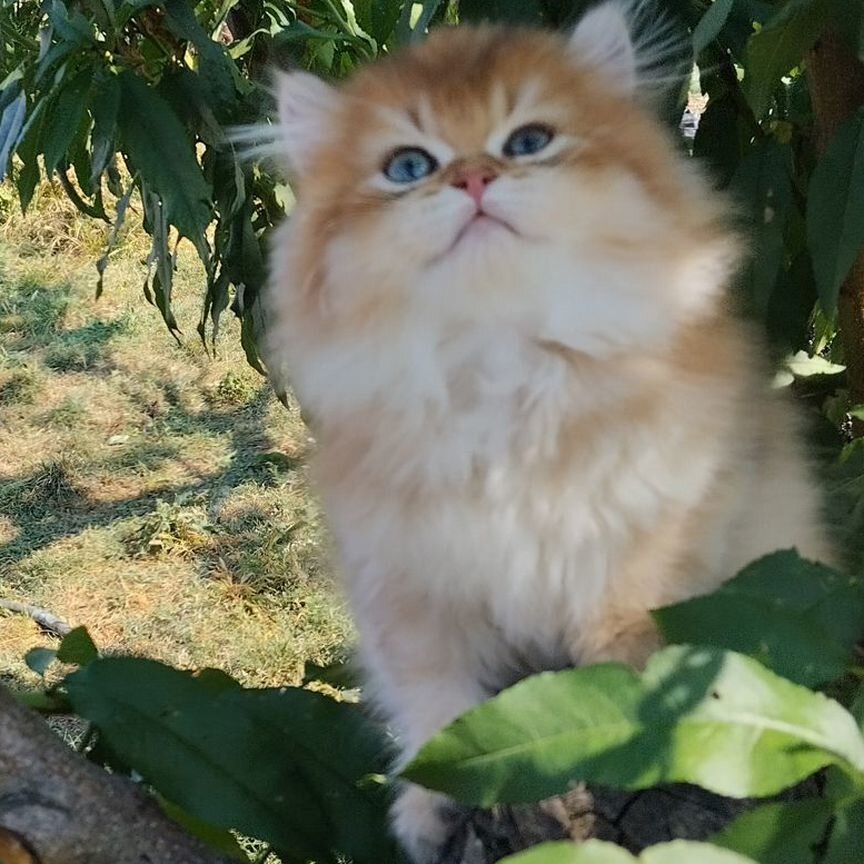 Мальчик британской породы