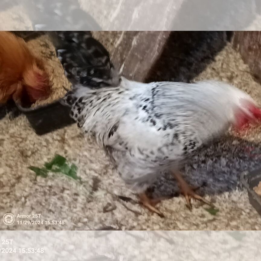 Молодые петушки породы леггорн