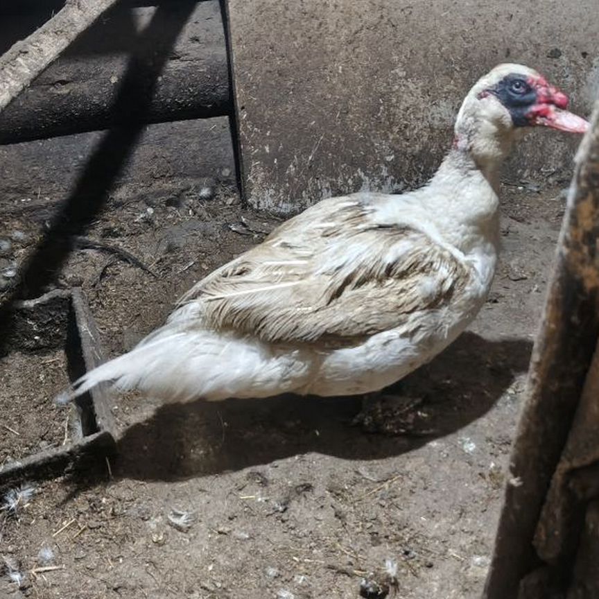 Утки муларды