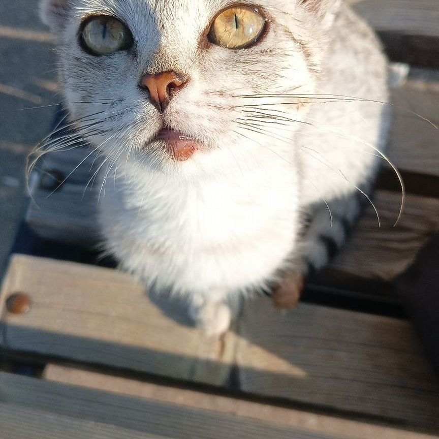 Котёнок, ласковый, любит людей,подобрали с улицы