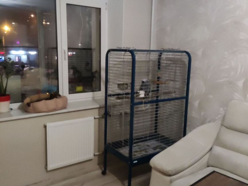 Пара попугаев