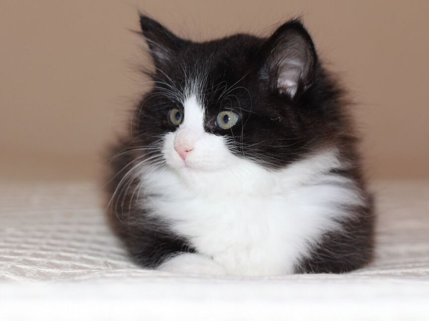 Котята в добрые руки мальчики