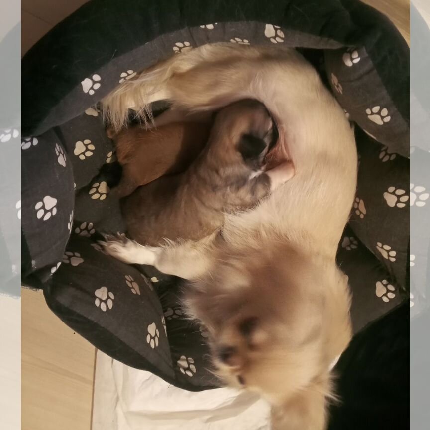 Пекинес, щенок