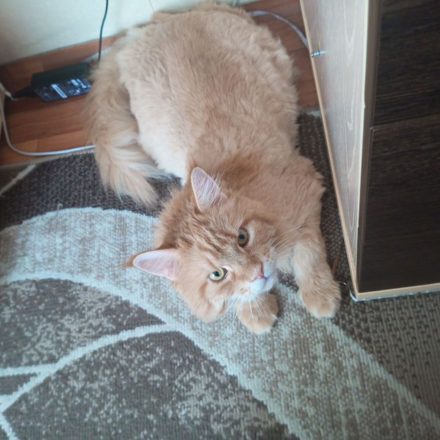 Кот майнкун