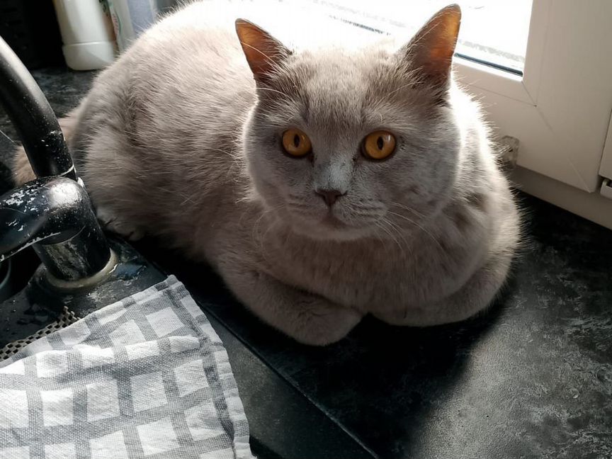 Британский котик