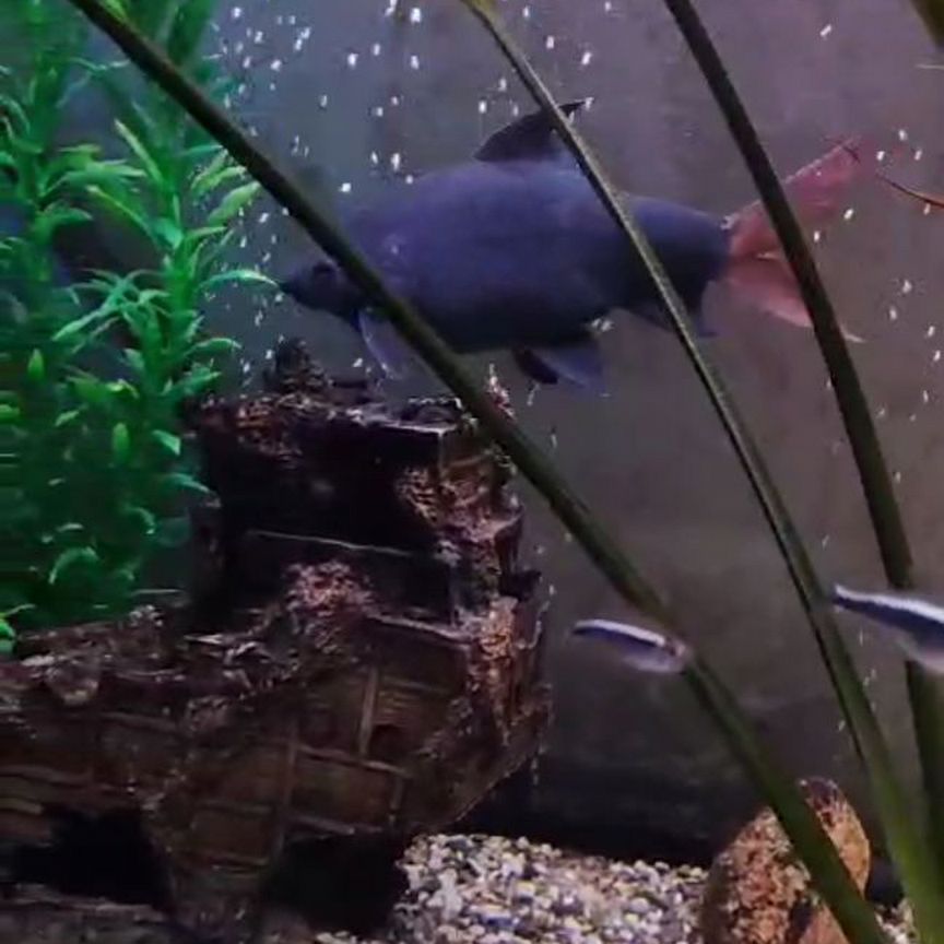 Лабео биколор в добрые руки