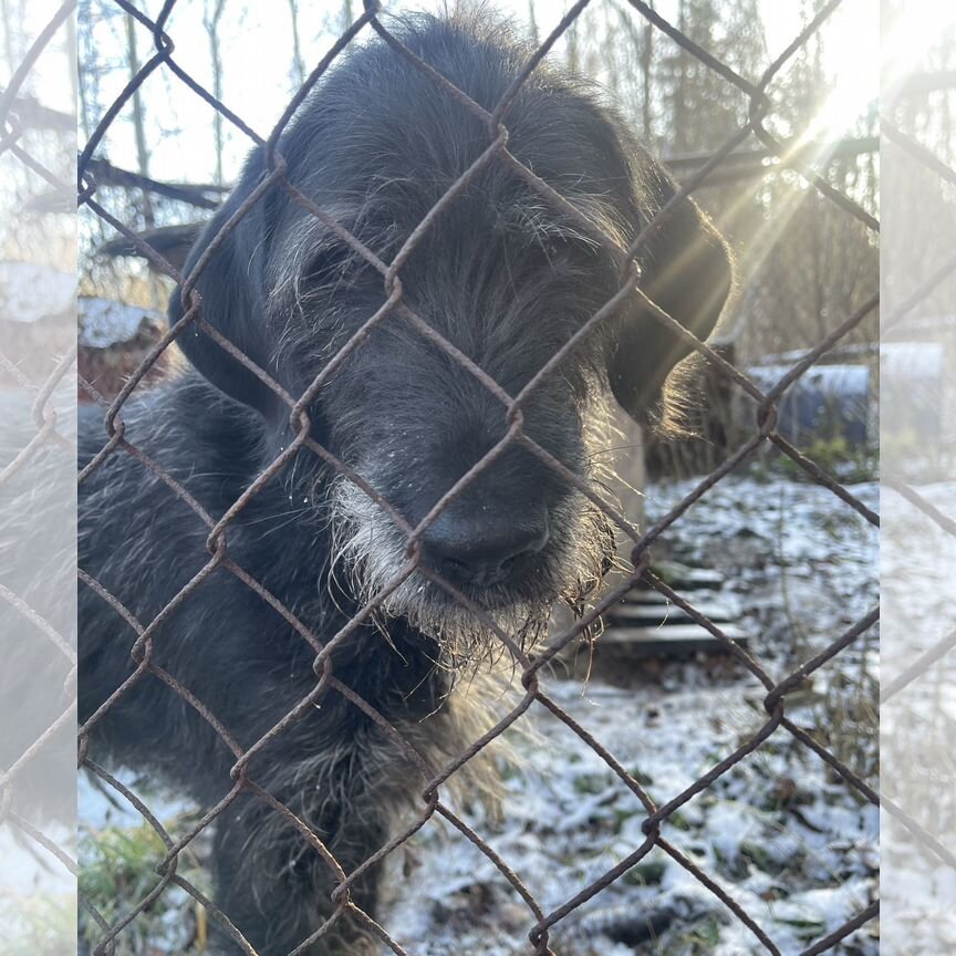 Взрослая собака в добрые руки