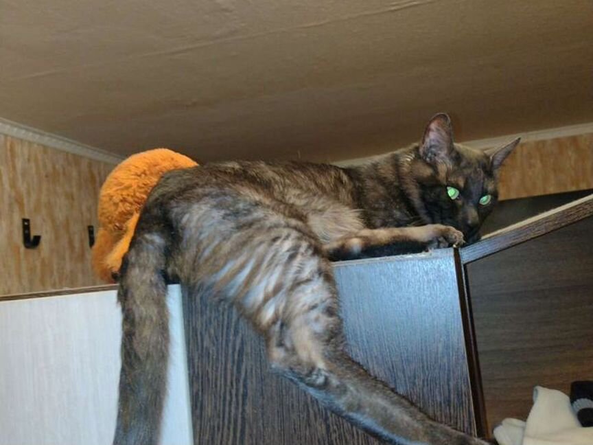 Вязка египетский мау