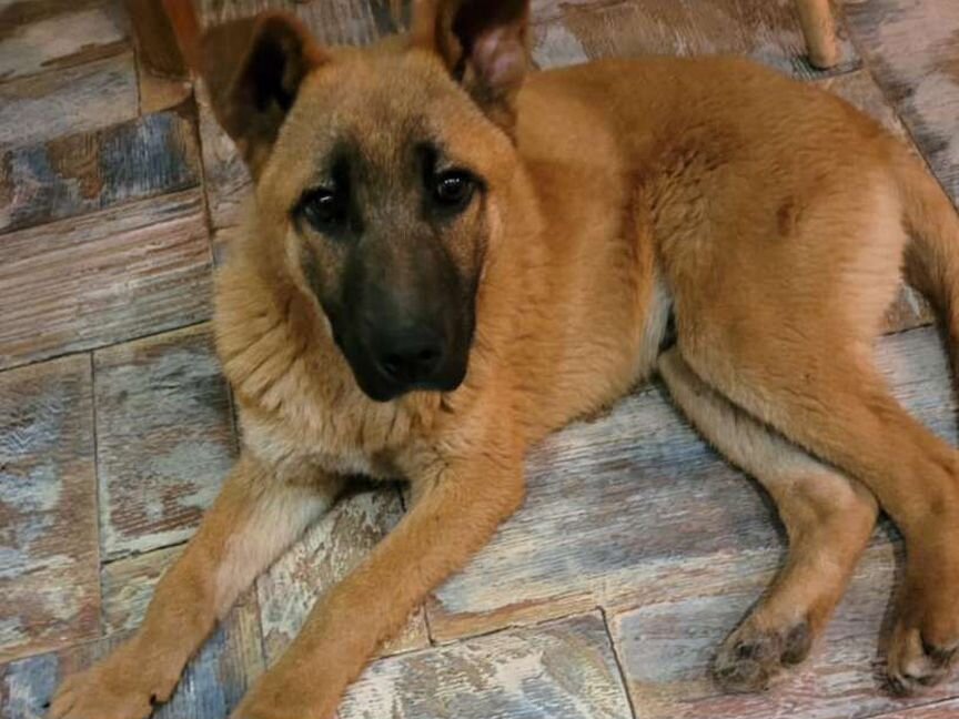 Щенок Бельгийской овчарки