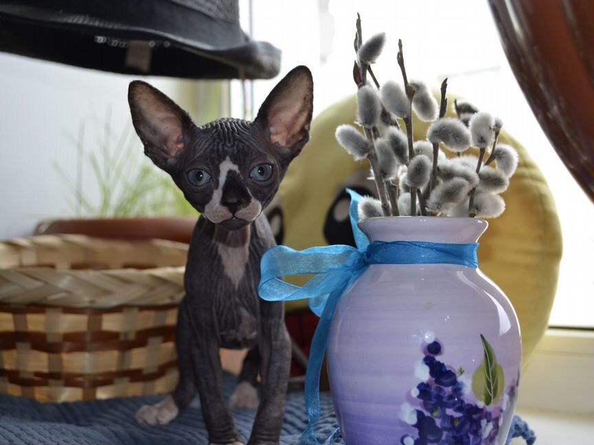 Донской сфинкс котята