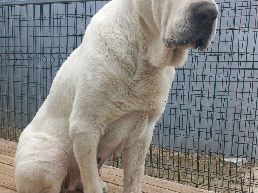 Среднеазиатская овчарка алабай