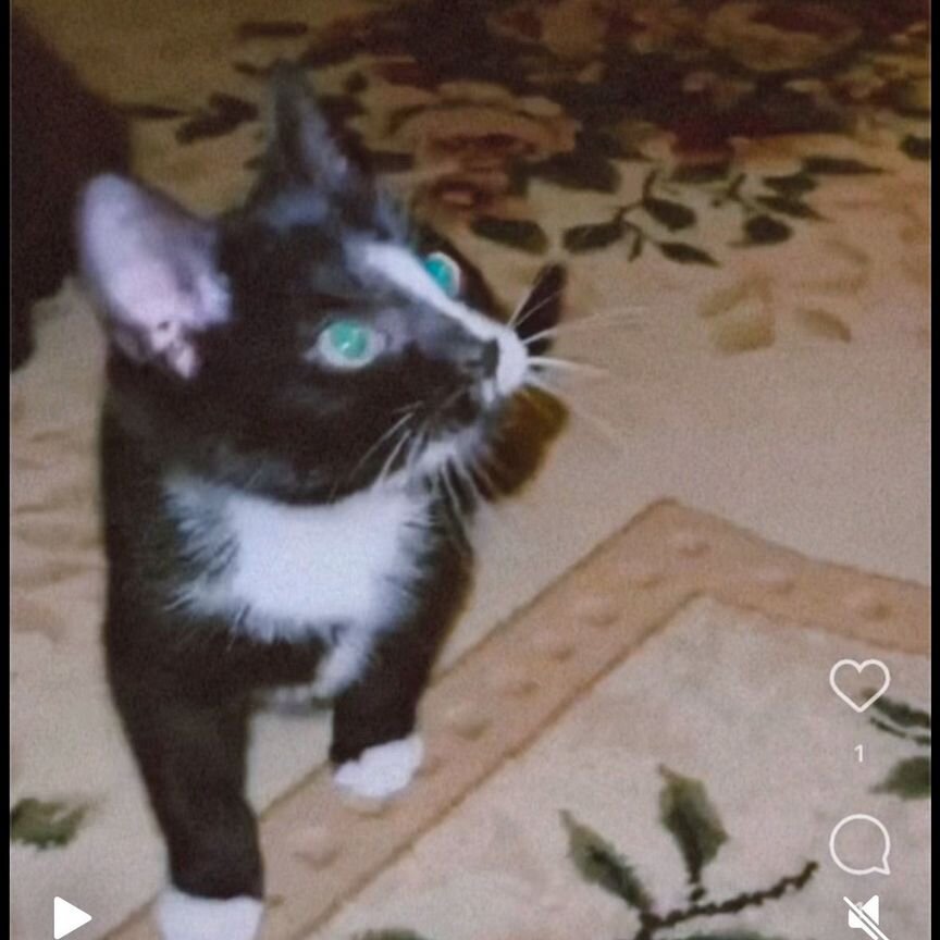 Отдам бесплатно котика 2 месяца