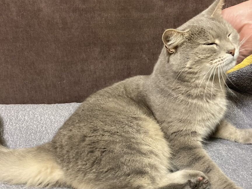 Кошечка Мурка