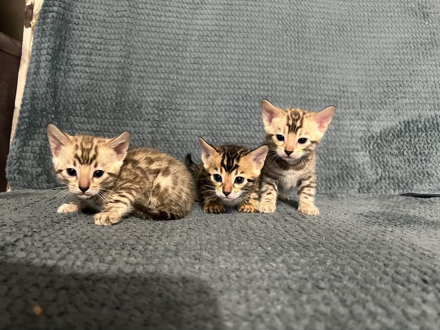 Бенгальские котята