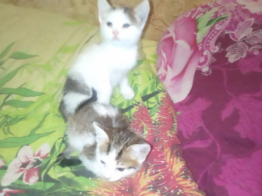 Котята в добрые руки мальчики