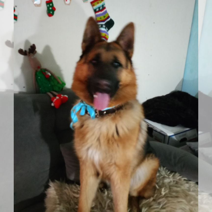 Вязка, немецкая овчарка