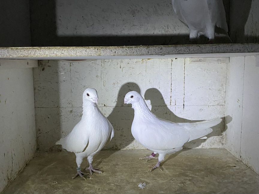 Останкинские