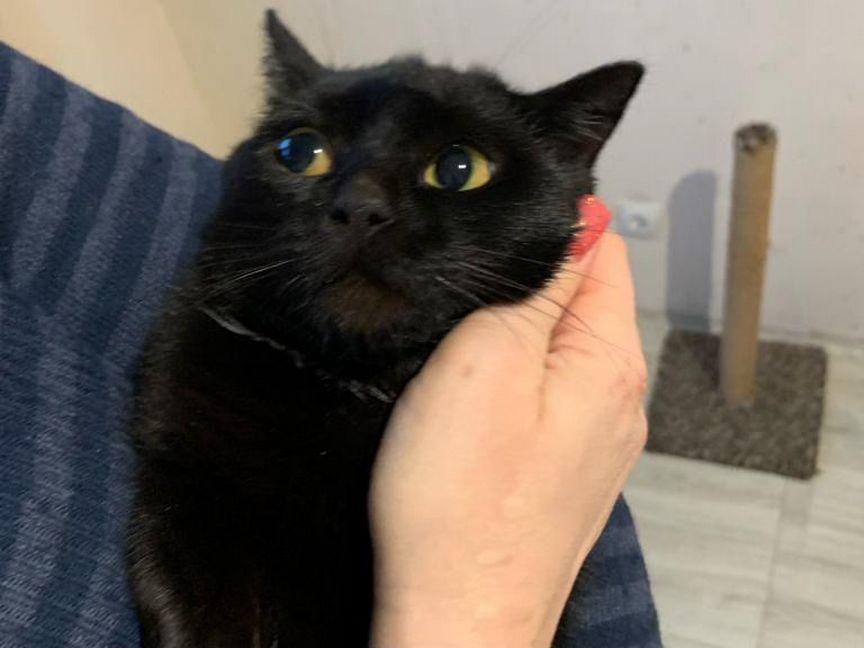 Кошку предали