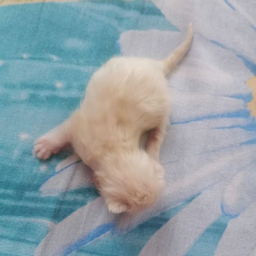 Котята
