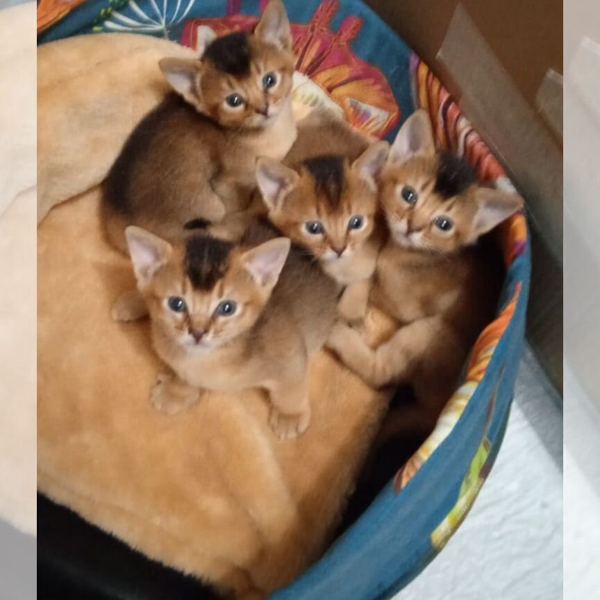 Котята