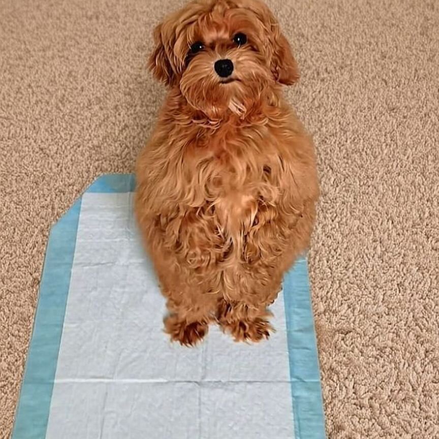 Мальтипу, щенок